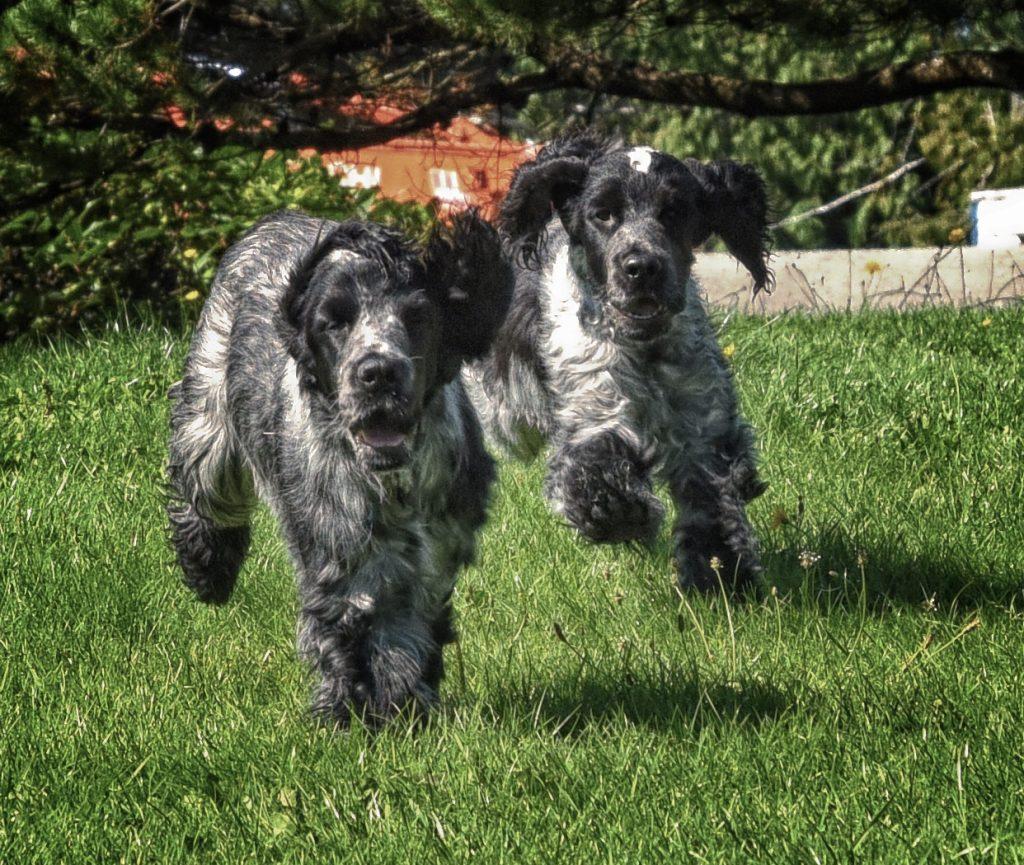 Living With Cockers Looks Like This - Earendel English Cockers