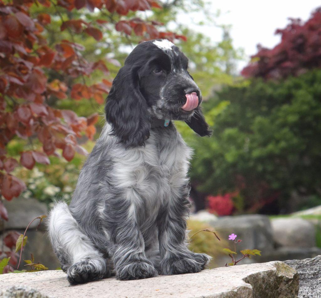 Living With Cockers Looks Like This - Earendel English Cockers