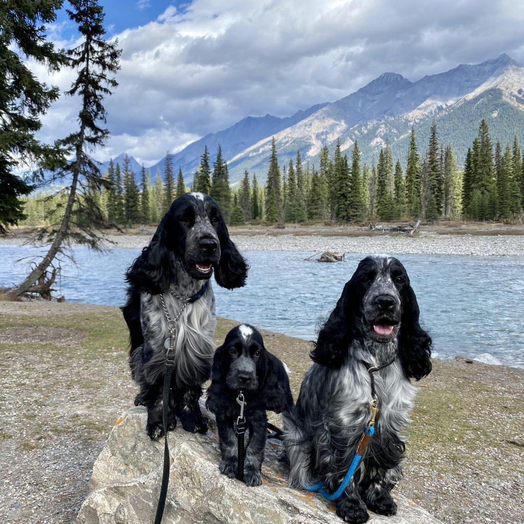 Living With Cockers Looks Like This - Earendel English Cockers