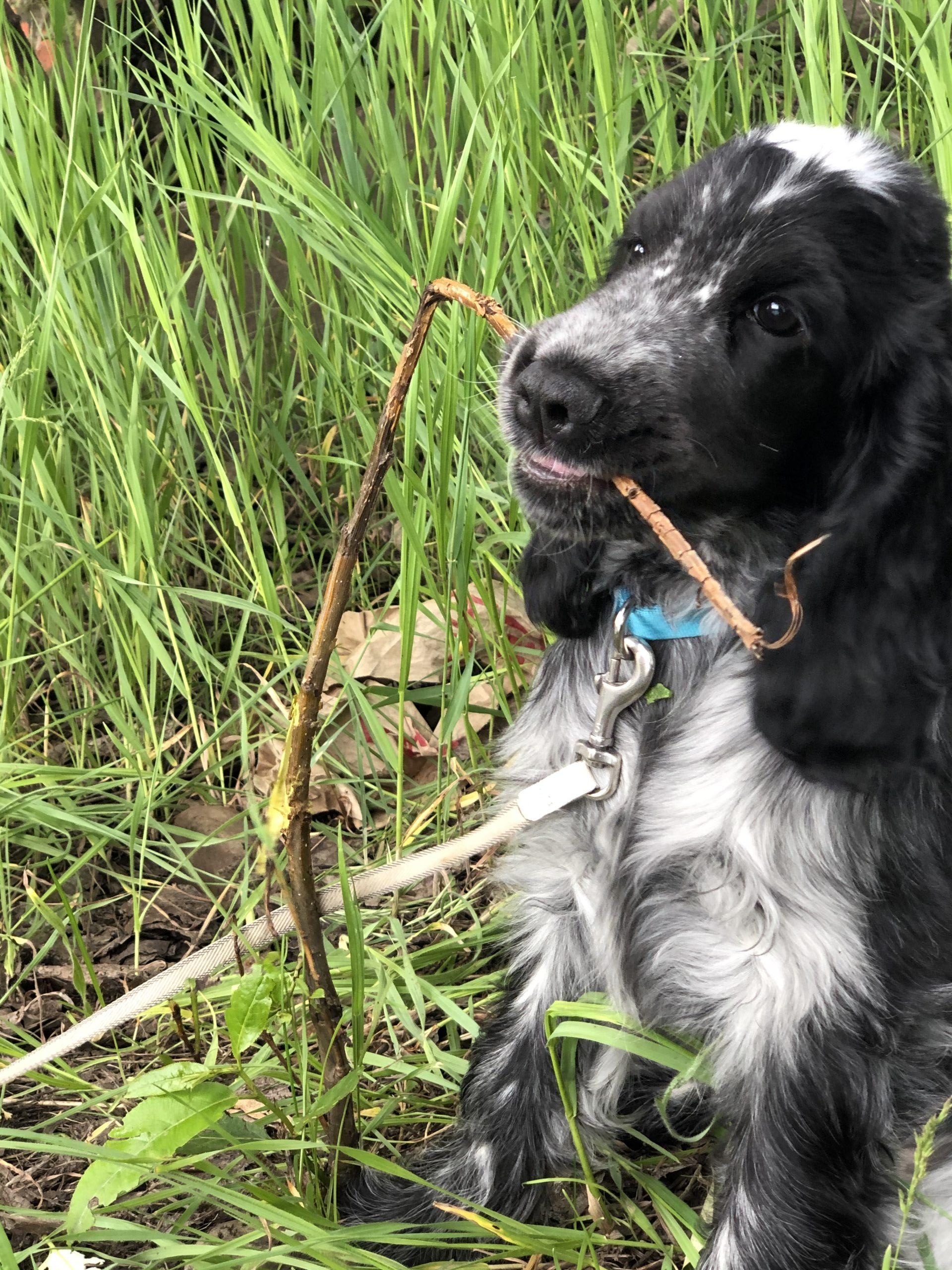 Living With Cockers Looks Like This - Earendel English Cockers
