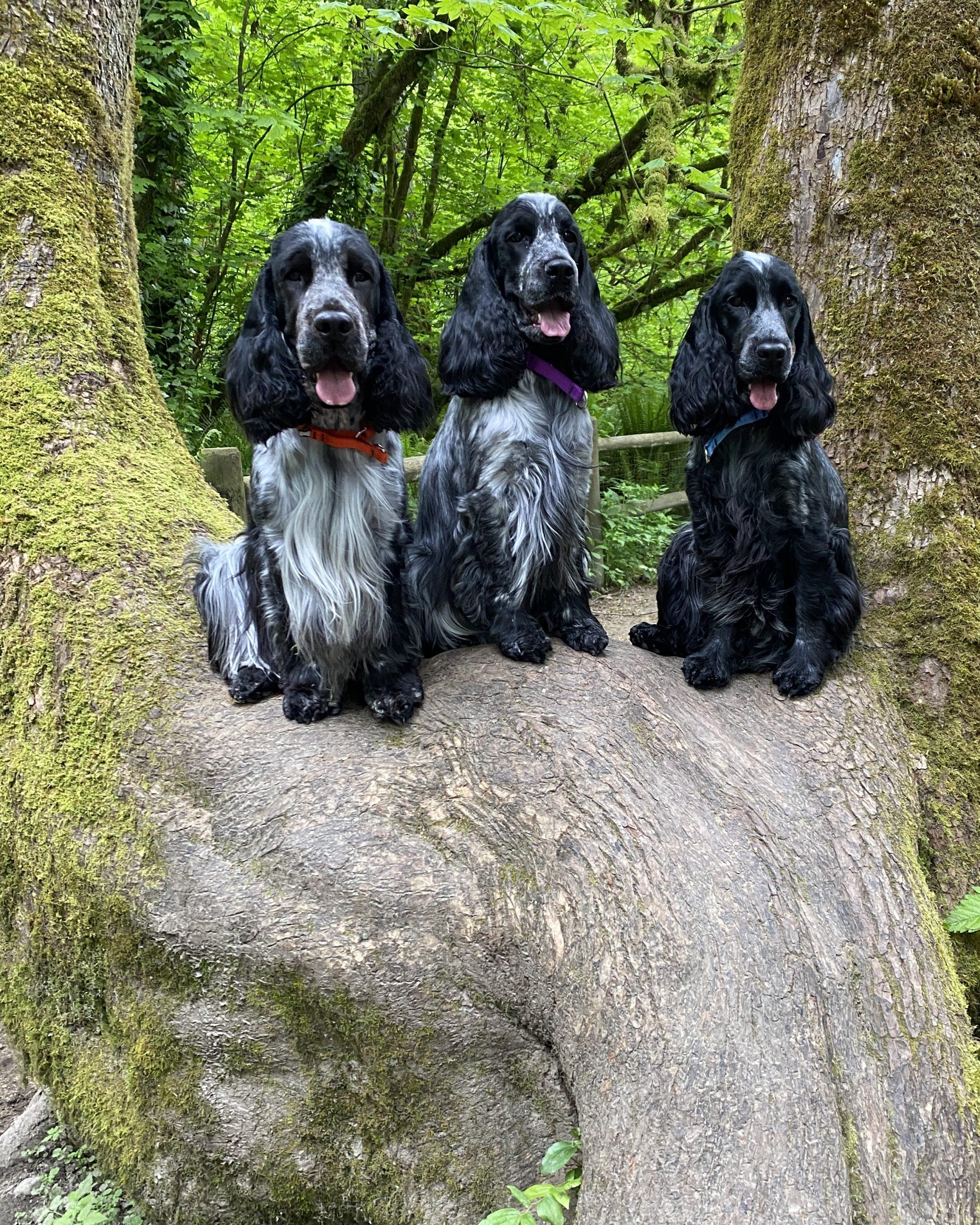 Living With Cockers Looks Like This - Earendel English Cockers