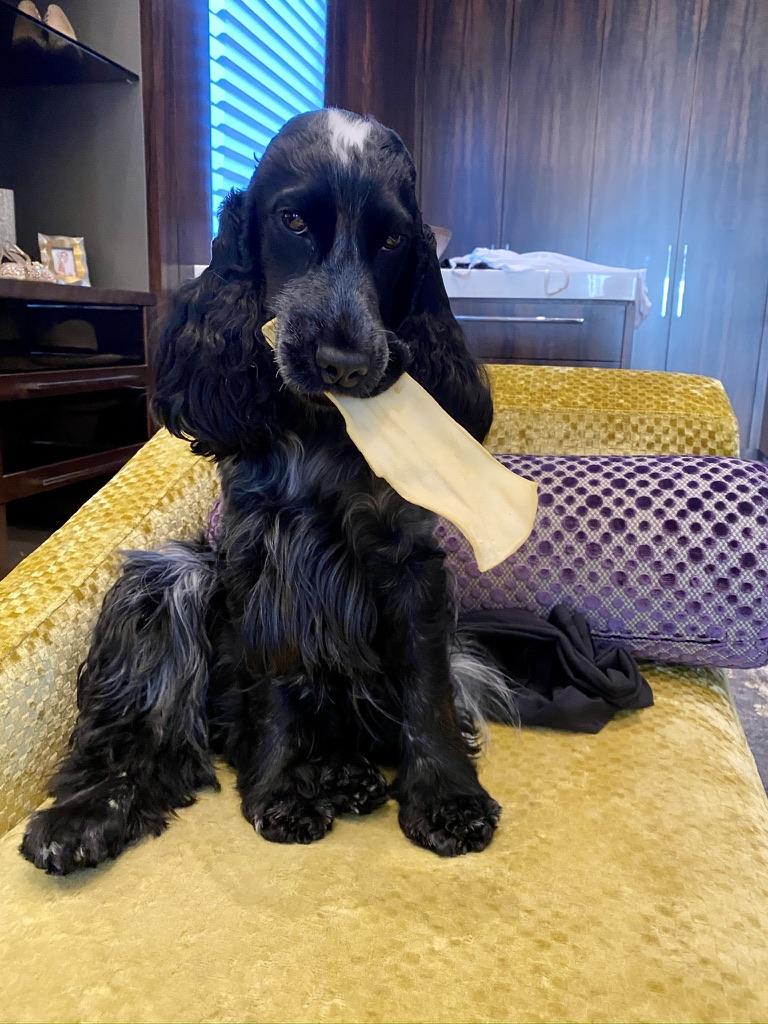 Poppy Pics - Earendel English Cockers